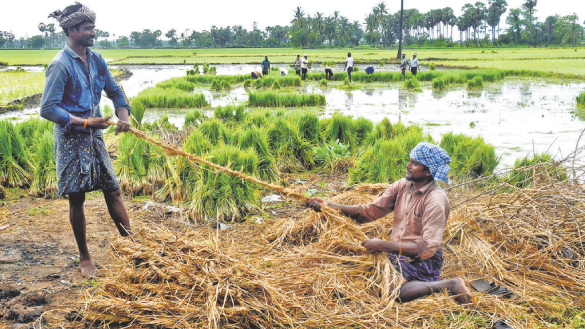 Conducive atmosphere pushes up agricultural output in Andhra Pradesh ...