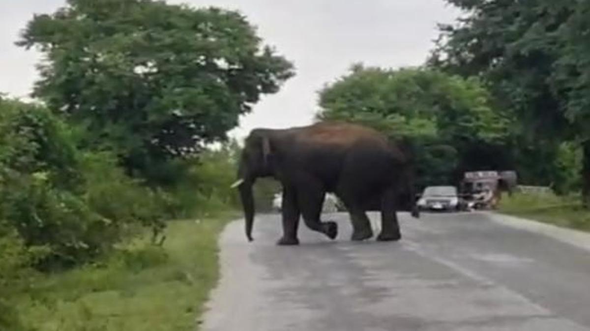 Lone tusker creates panic at villages in Palamaner - The Hindu