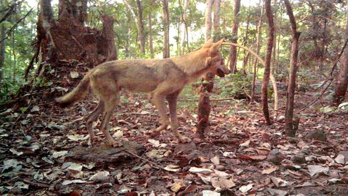 Indian Wolf sighted for the first time in Andhra Pradesh - The Hindu