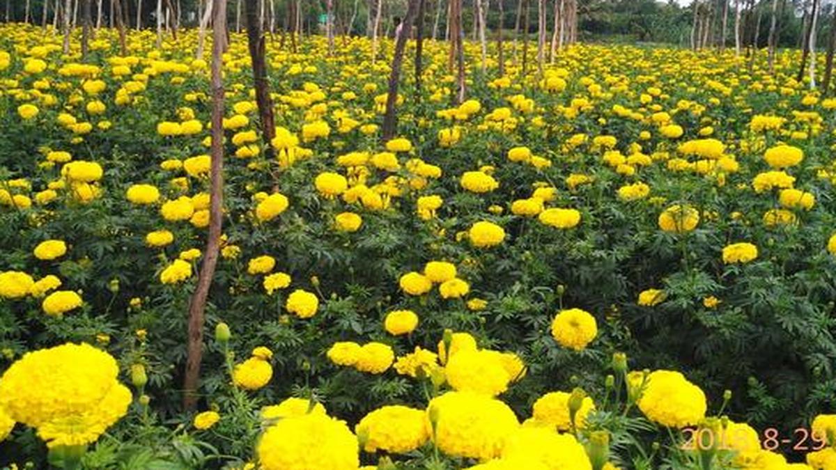 Despite a big bloom of flowers, Kuppam growers reap misery - The Hindu
