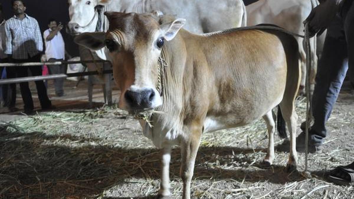 Surrogacy, key to reviving endangered Punganur cows - The Hindu