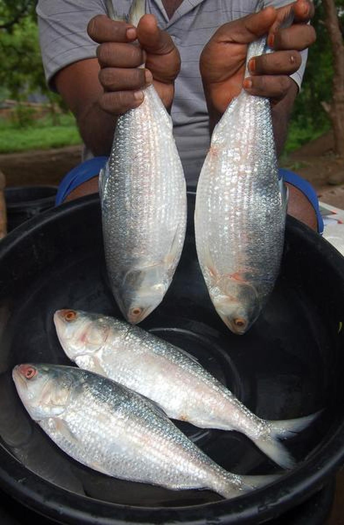 ‘Pulasa’ dishes go missing from the platter - The Hindu