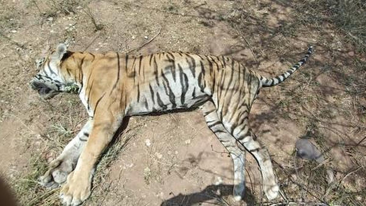Royal Bengal tiger found dead in Nallamala forest - The Hindu