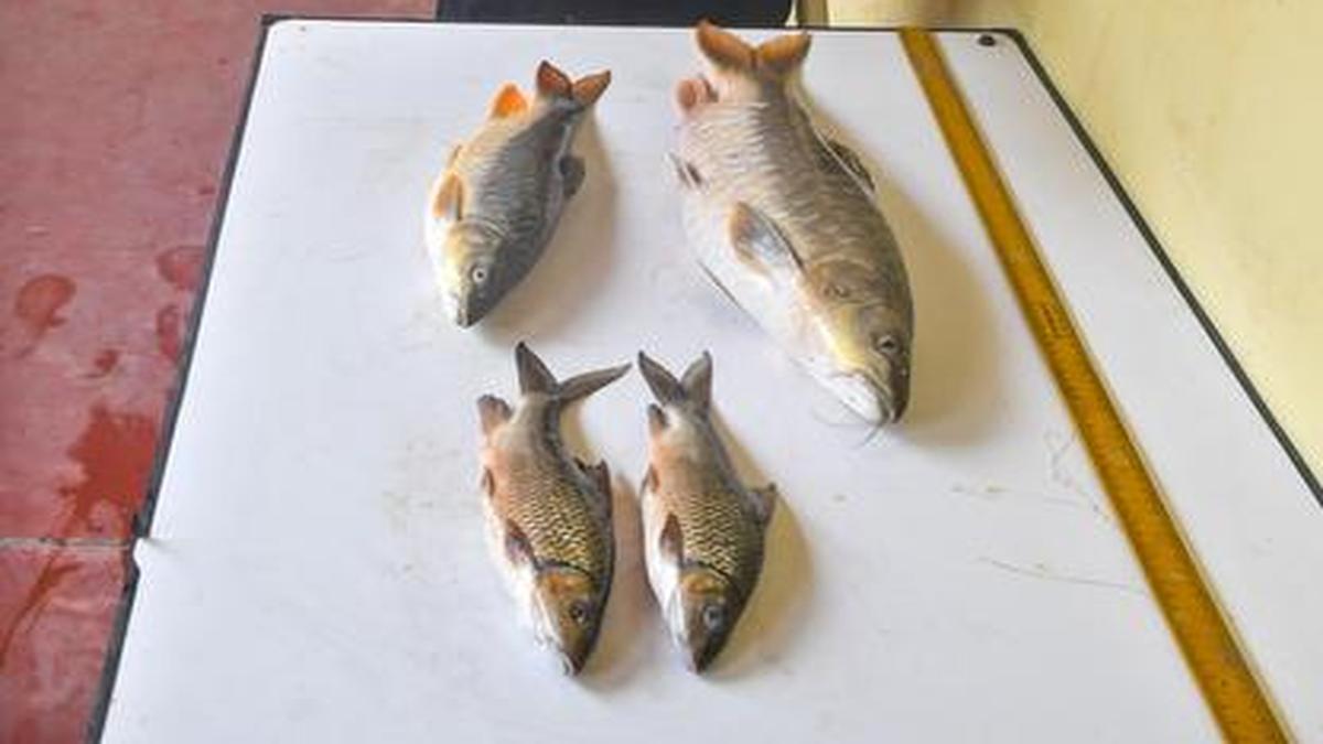 Rare fish sighted by Andhra University scientists in Sileru - The Hindu