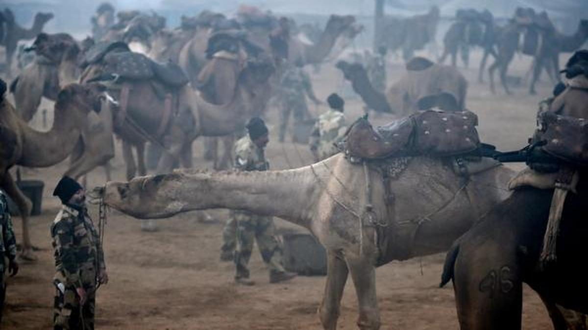 Camel cavalry - The Hindu