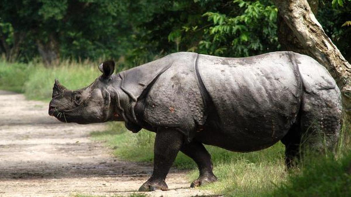 82-member rhino protection force deployed in Kaziranga - The Hindu