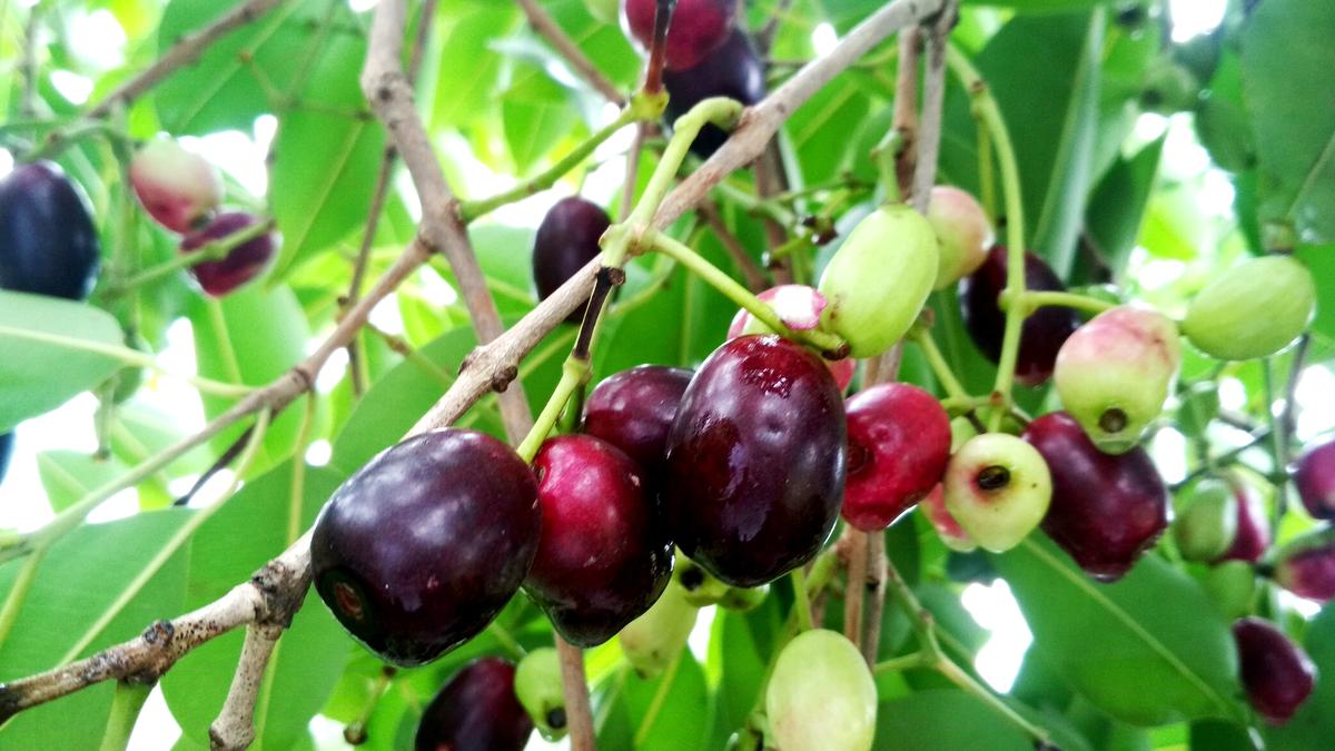The Jamun as madeleine - The Hindu