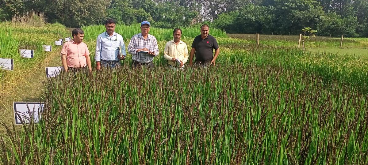 Kalanamak rice, ‘Buddha’s gift to people’, is now small, strong - The Hindu