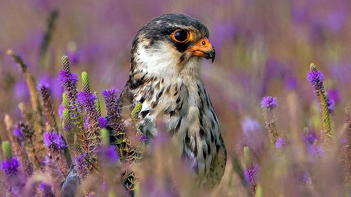 Large numbers of Amur falcons arrive in Manipur’s Tamenglong - The Hindu