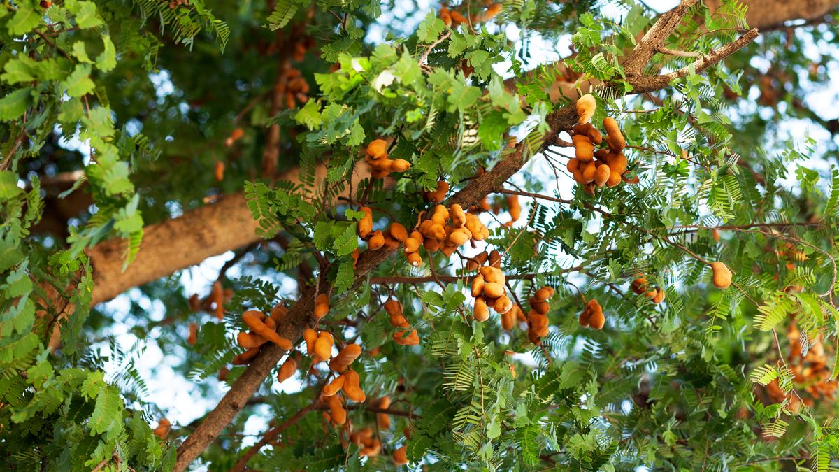 Under the tamarind tree - The Hindu