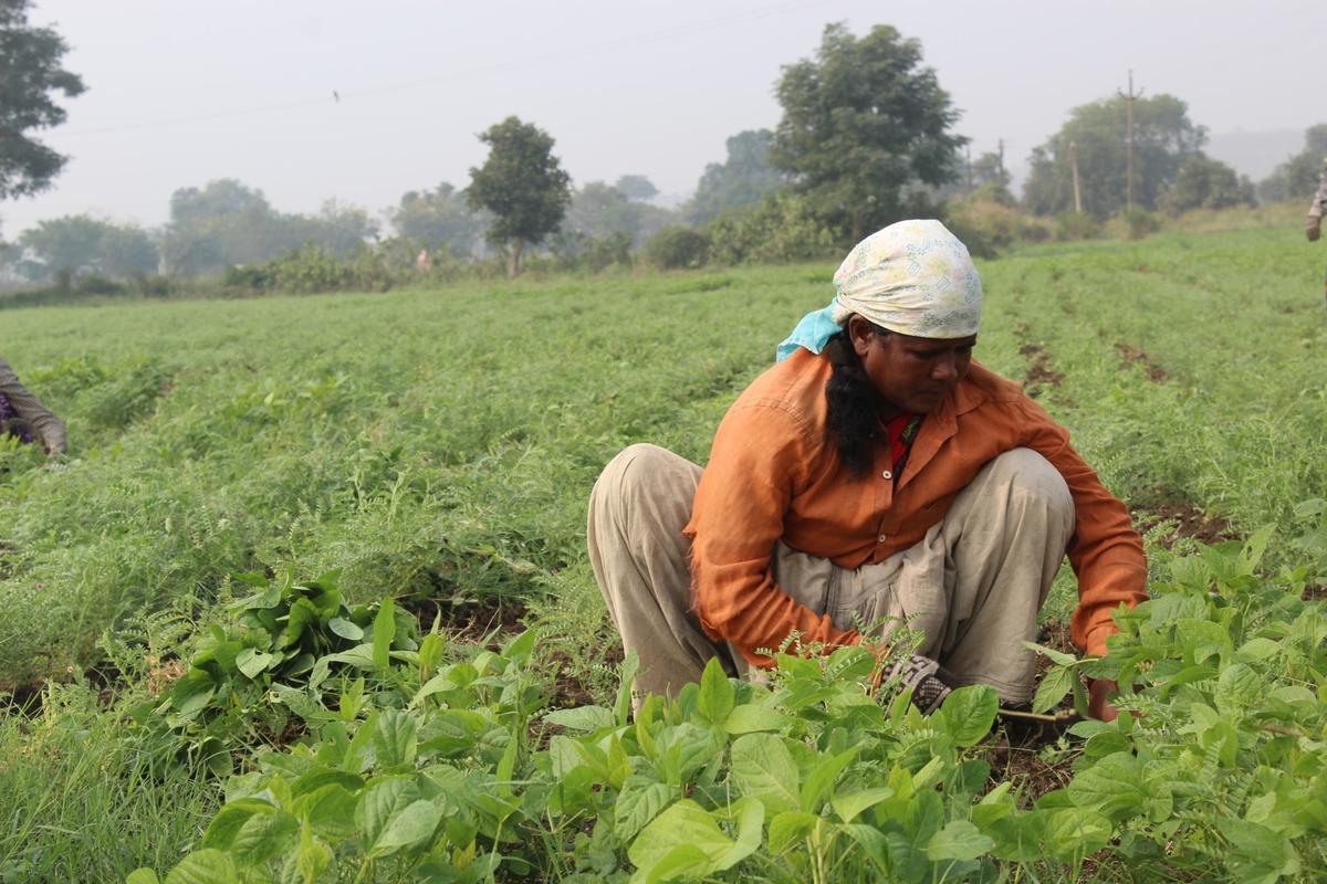 Open sale of hazardous pesticides continues to impact the health of ...