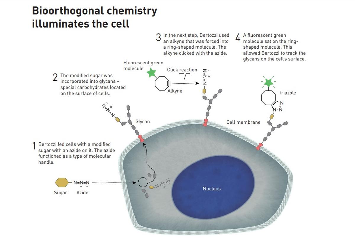 Explained | 2022 Nobel Prize winners’ research on click and ...