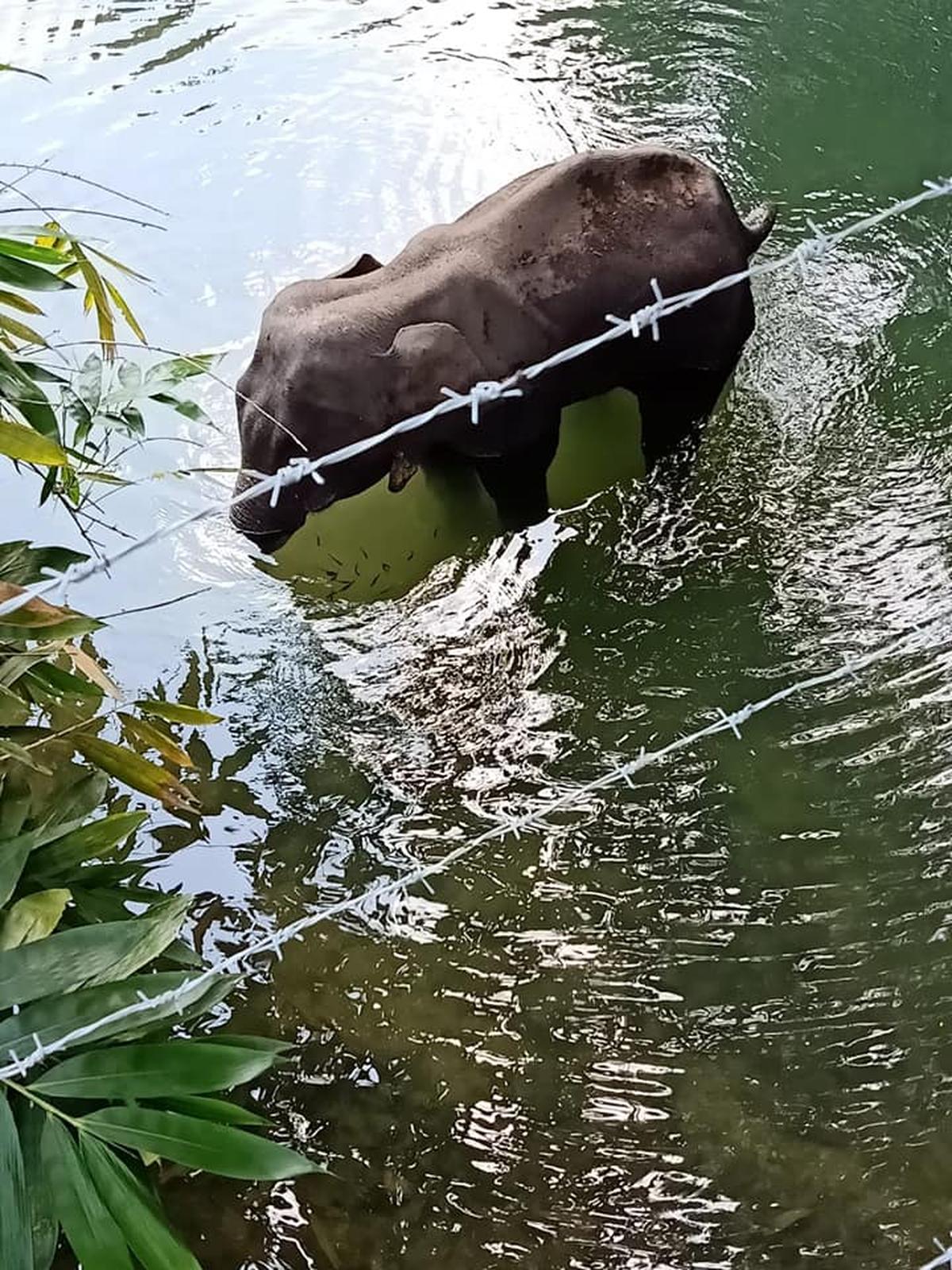 Pregnant wild elephant dies in Kerala after cracker filled pineapple ...