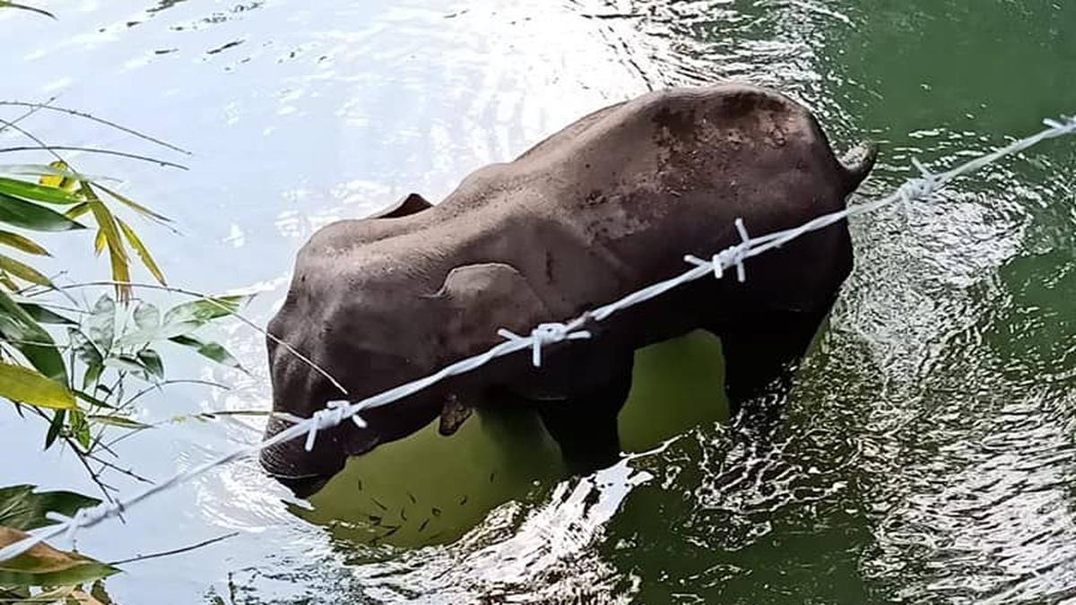 Pregnant wild elephant dies in Kerala after cracker filled pineapple ...