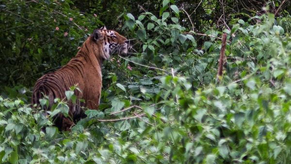 Tiger deaths increased to 127 in 2021 from 106 in 2020: Govt in Rajya ...