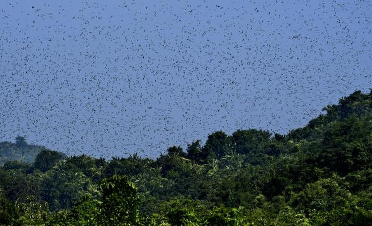 Amur Falcons: Rustle in the skies - The Hindu