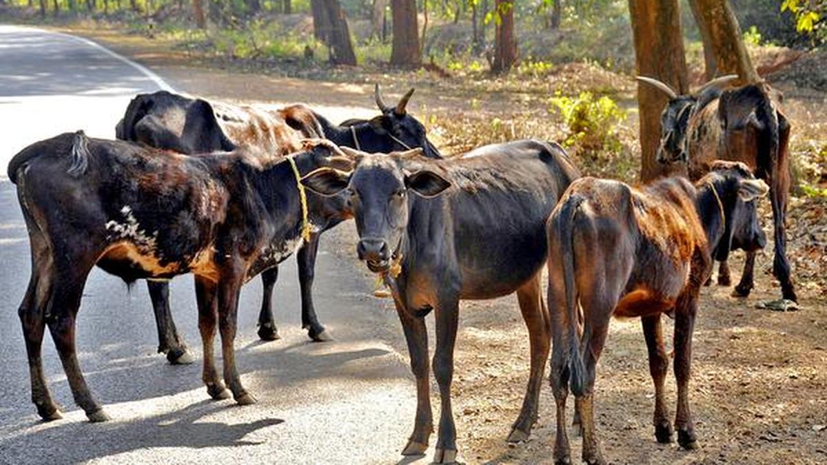 Malnad Gidda research centre to come up - The Hindu