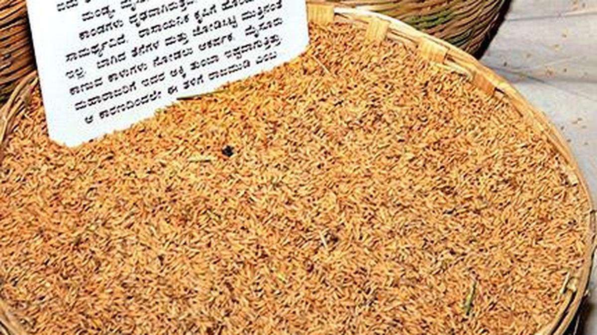 Field trials of Rajamudi rice to resume soon - The Hindu