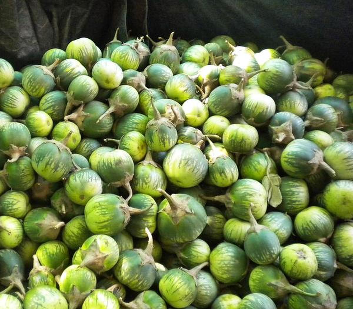 Efforts on to increase area under Mattu Gulla cultivation - The Hindu