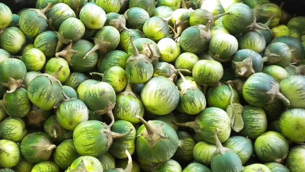 Efforts on to increase area under Mattu Gulla cultivation - The Hindu