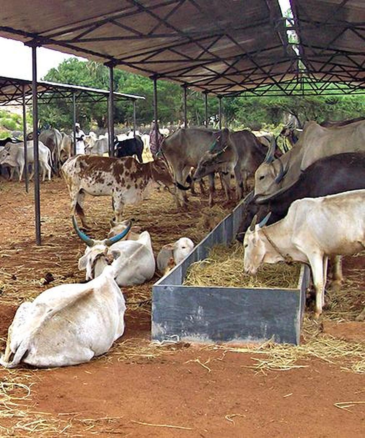 Goshalas to be established only at district level - The Hindu