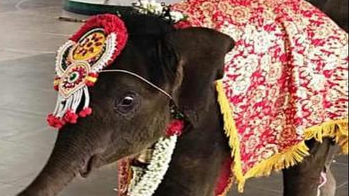 Baby elephant in Dharmasthala temple named as Shivani - The Hindu