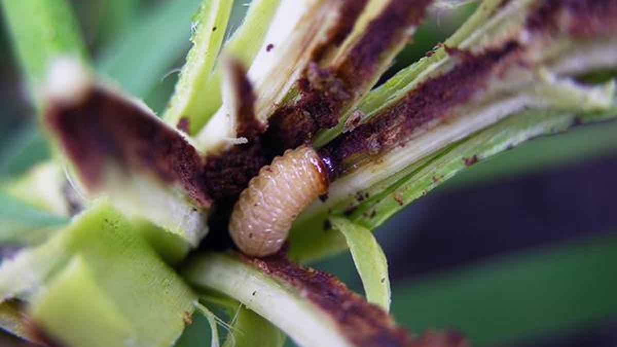 Caution against pest attack in cotton - The Hindu
