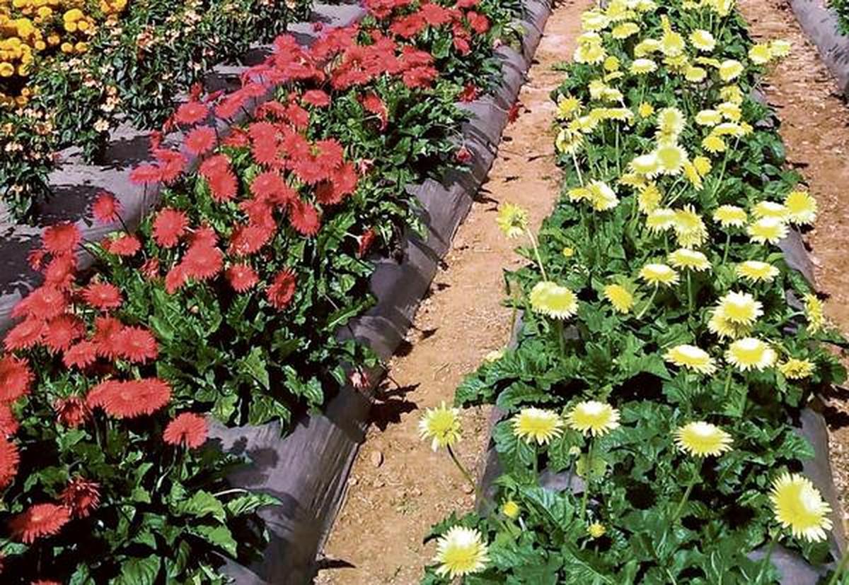 Jabra Flower Plant In Sri Lanka | Best Flower Site