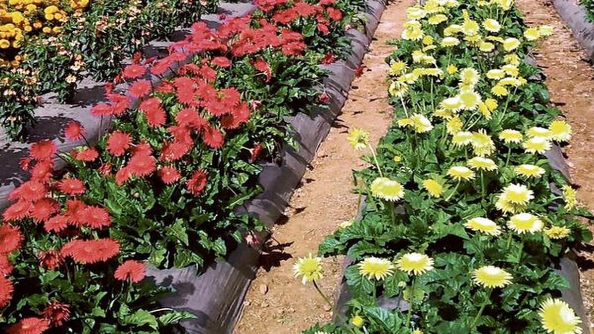 India develops its own varieties of gerbera - The Hindu