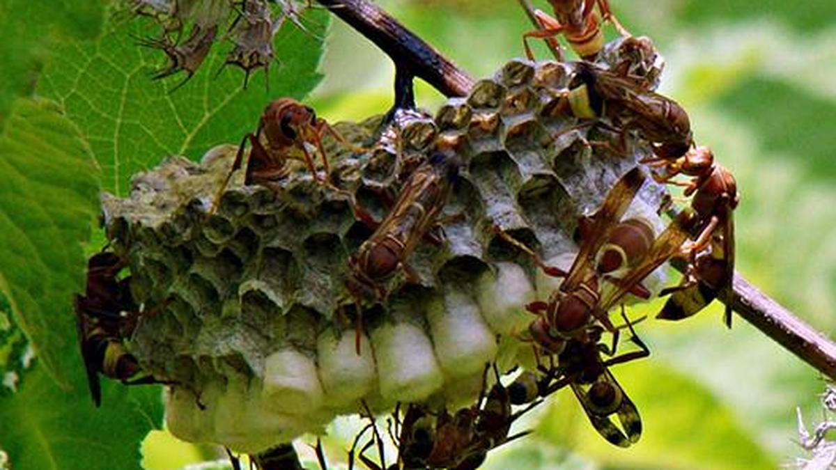 Study: Indian paper wasps have favourite spots in their nests - The Hindu