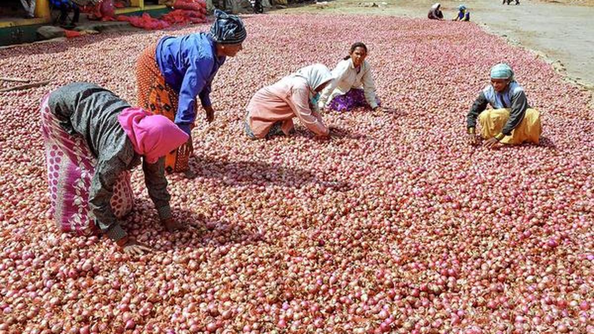 Prices shoot up as onion crop is destroyed by heavy rain - The Hindu