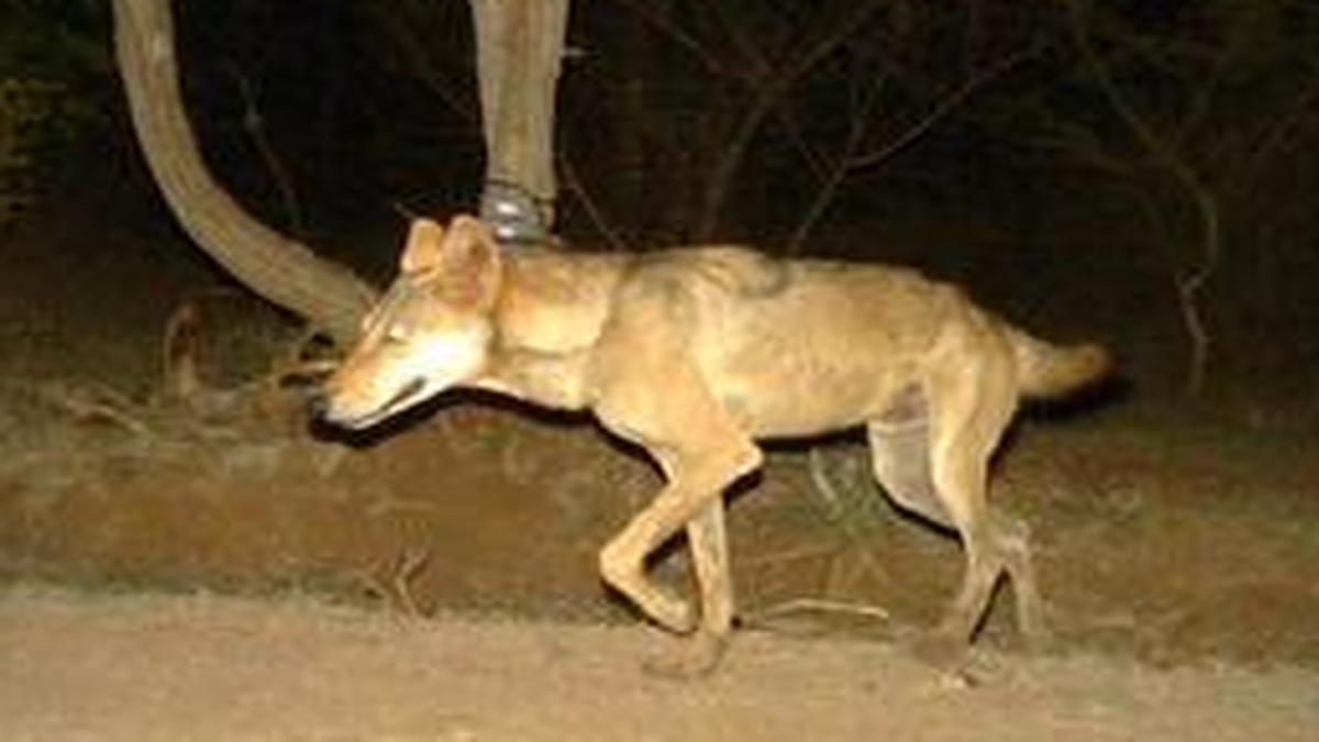 Indian grey wolf sighted for the first time in Chamarajanagar district ...