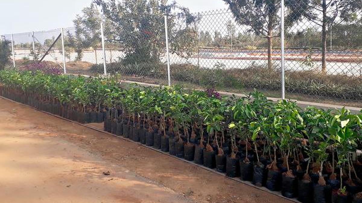 Citrusy Chakota gets push from BIAL, Horticulture Dept. - The Hindu