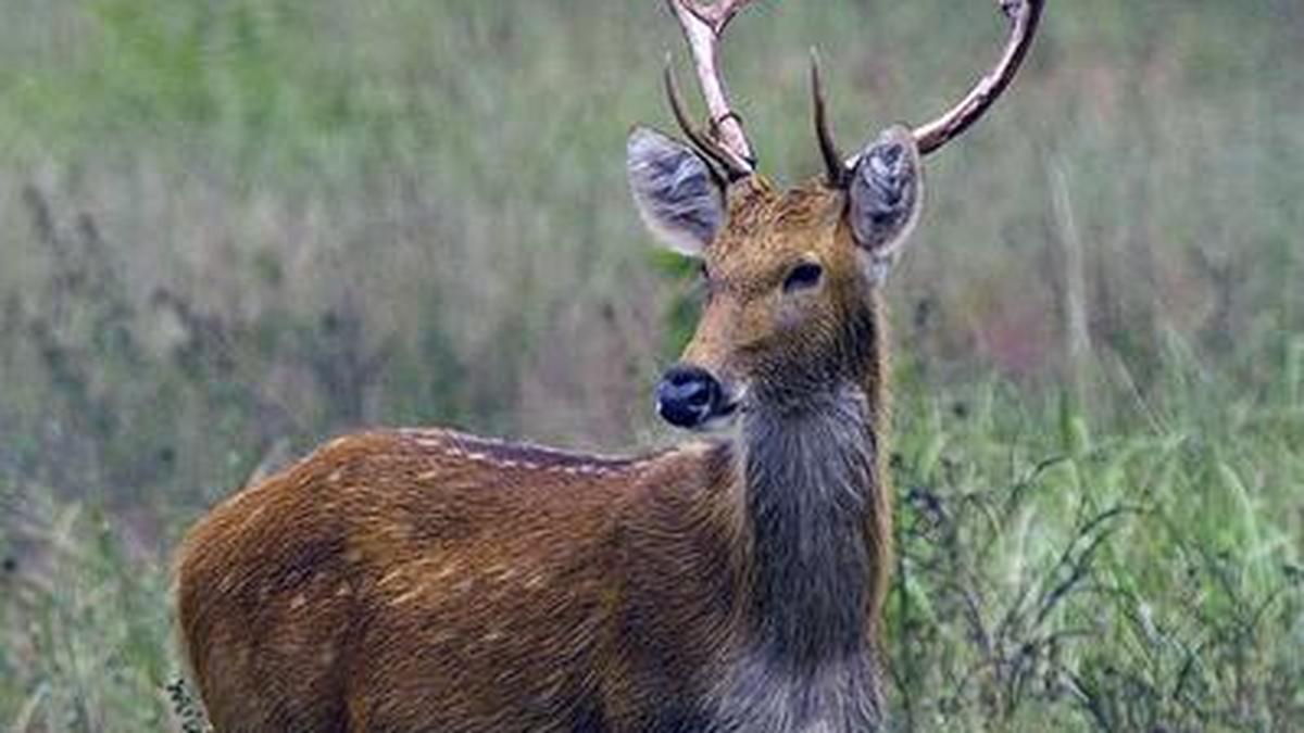 Rheas, swamp deer arrive at Pilikula zoo - The Hindu