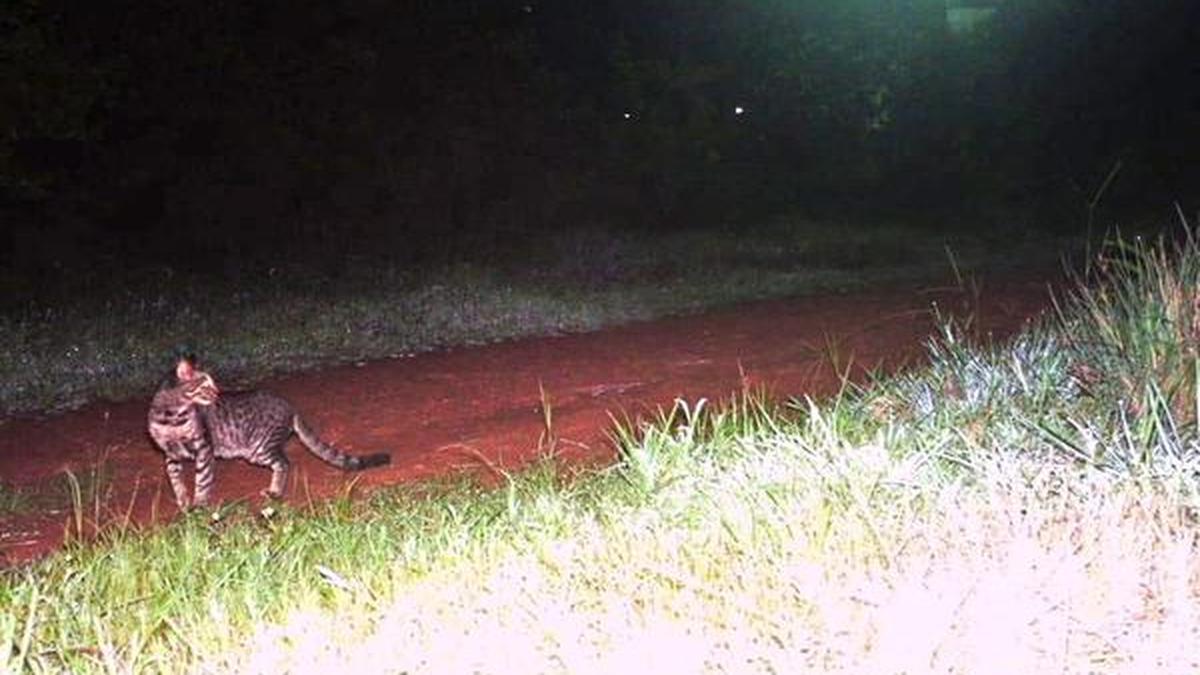 Oh, it is only a wild cat - The Hindu