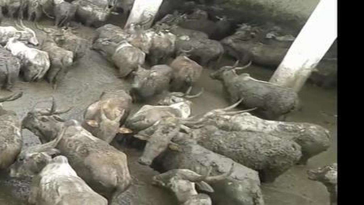 Amrit Mahal cows stood in slurry of mud for days - The Hindu