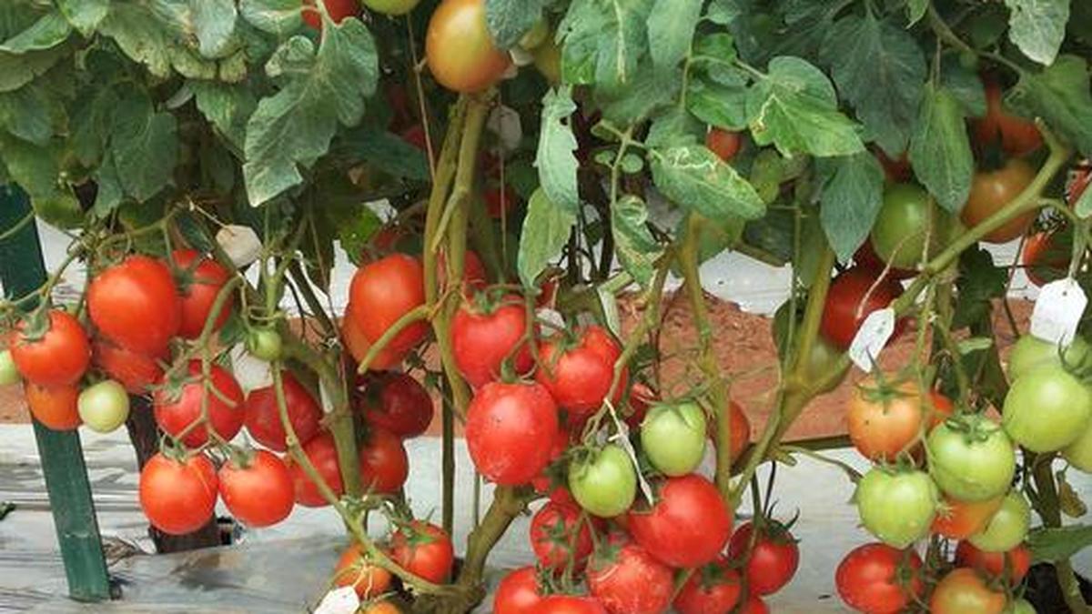 IIHR launches portal for online sale of seeds - The Hindu