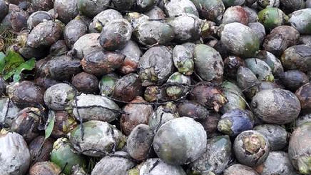 ‘Kole roga’ strikes arecanut plantations in Dakshina Kannada again ...