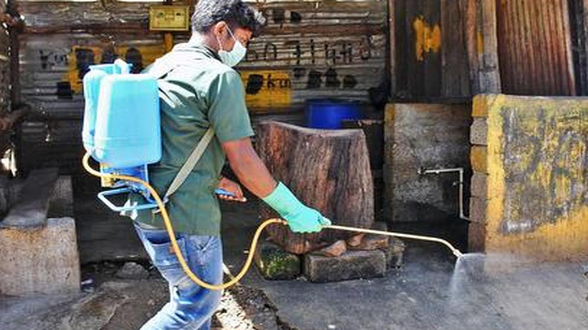 Bird flu: Culling operations commence in Mysuru - The Hindu