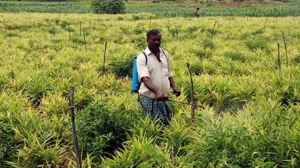 Farmers’ groups call for ban on ginger production in Hassan - The Hindu