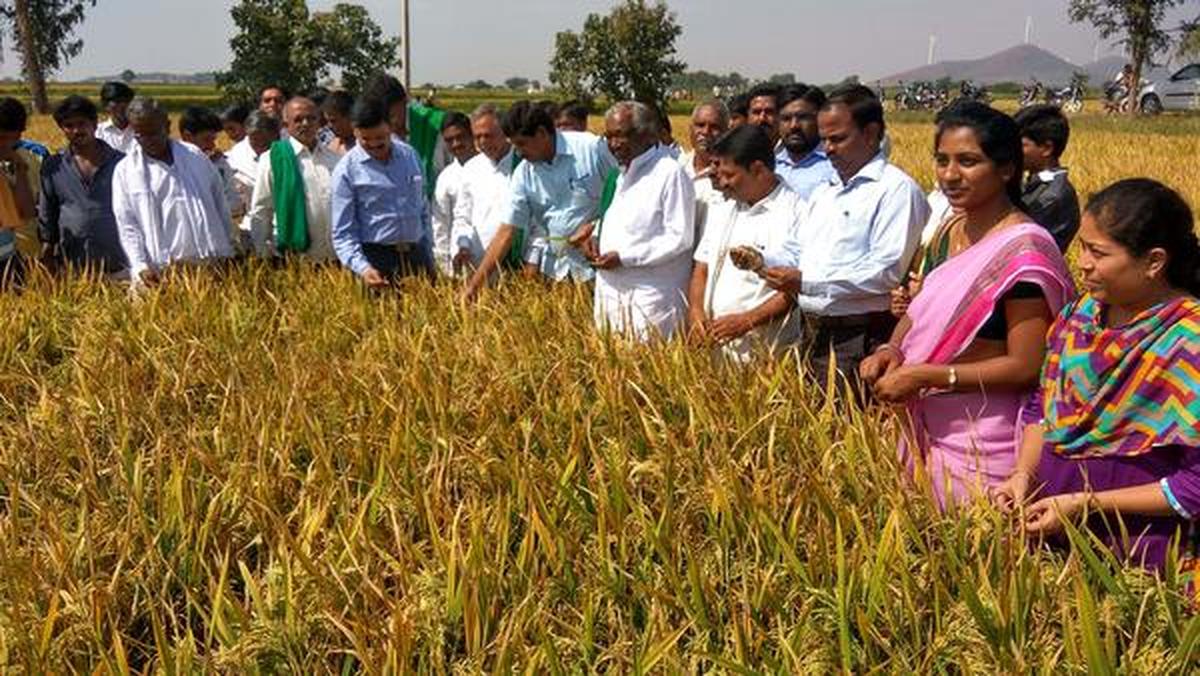 New paddy variety holds out better prospects - The Hindu