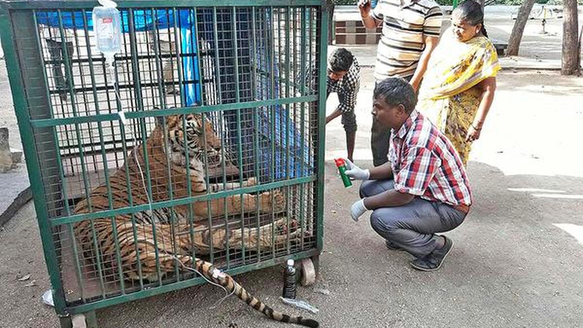 Ballari’s ailing tiger to be shifted to Bannerghatta park - The Hindu