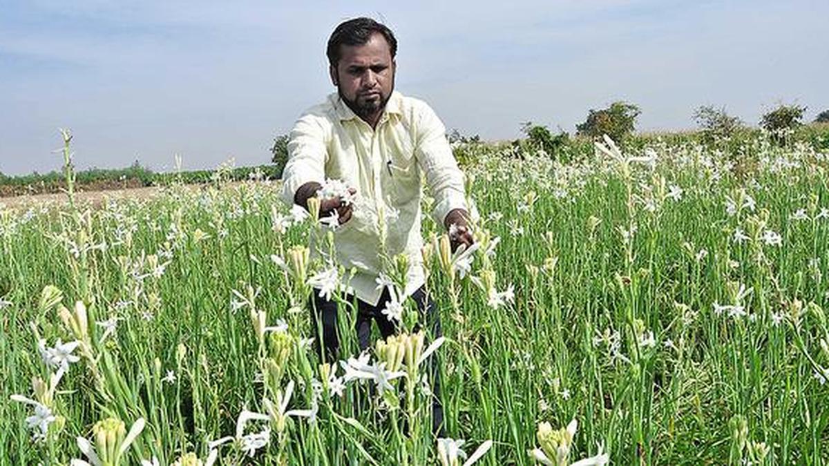 Rajnigandha Flower Farming | Best Flower Site