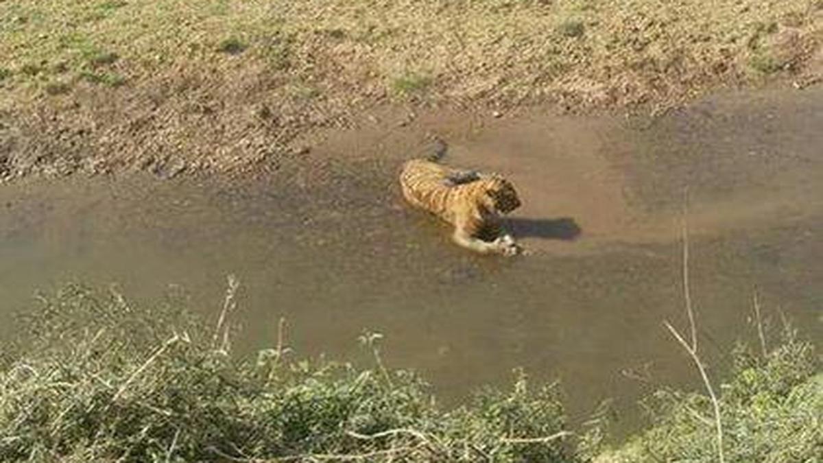 Injured tiger dies on way to Bannerghatta - The Hindu