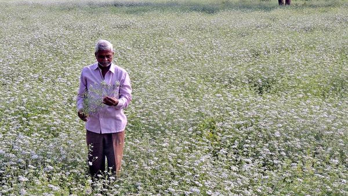 Notwithstanding the agrarian crisis, ajwain fetches this farmer a ...