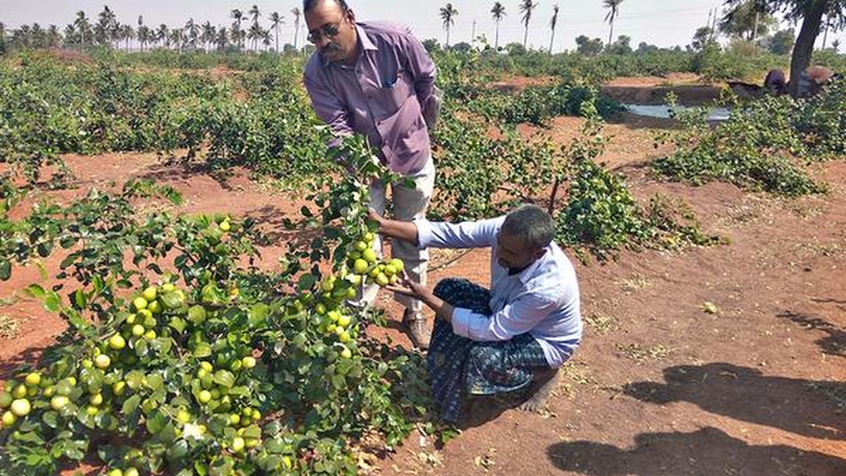 New variety Apple Ber making inroads in Ballari - The Hindu