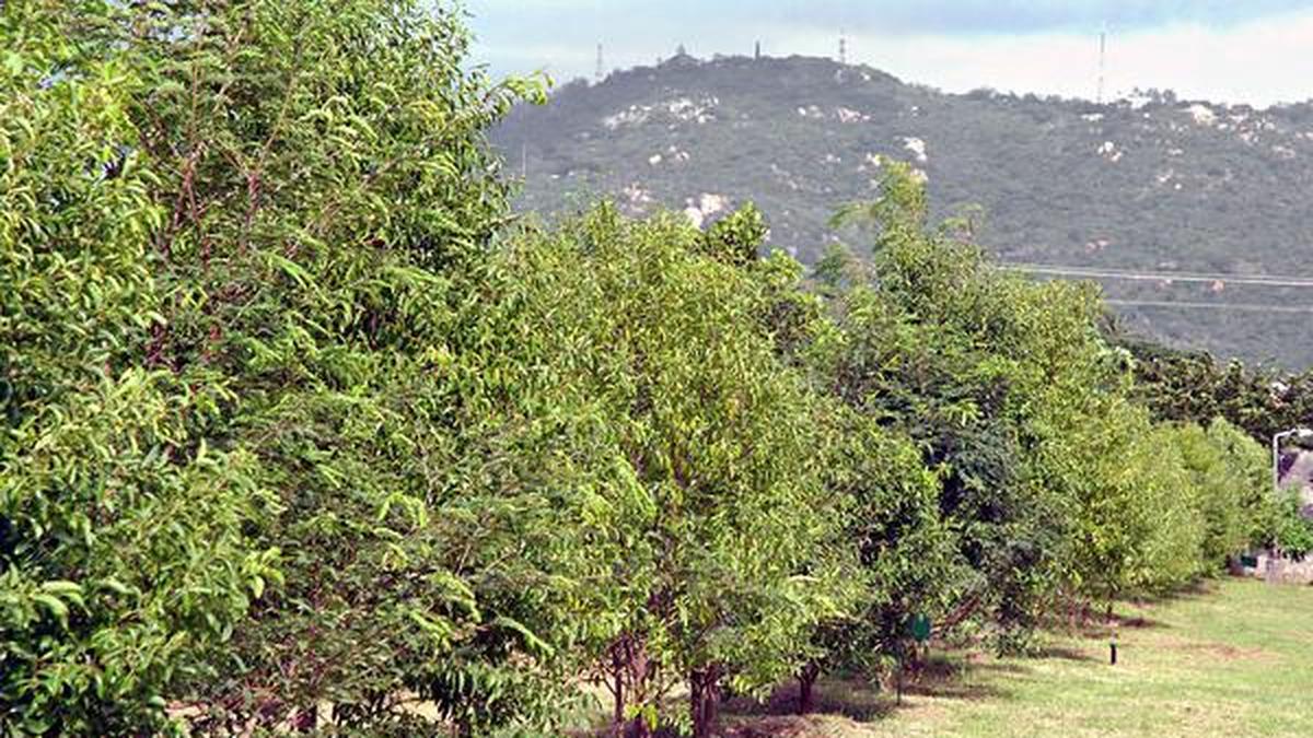 More landowners come forward to declare their sandalwood trees - The Hindu