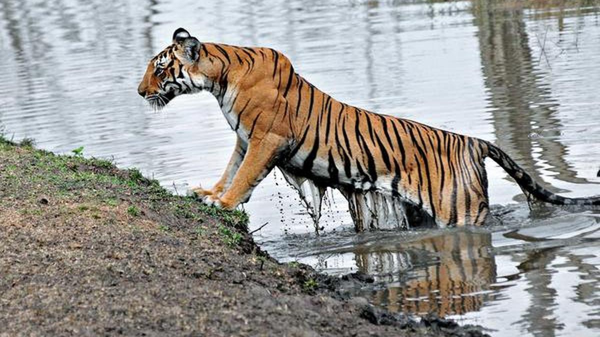 Tiger poaching brings spotlight on vacancies - The Hindu