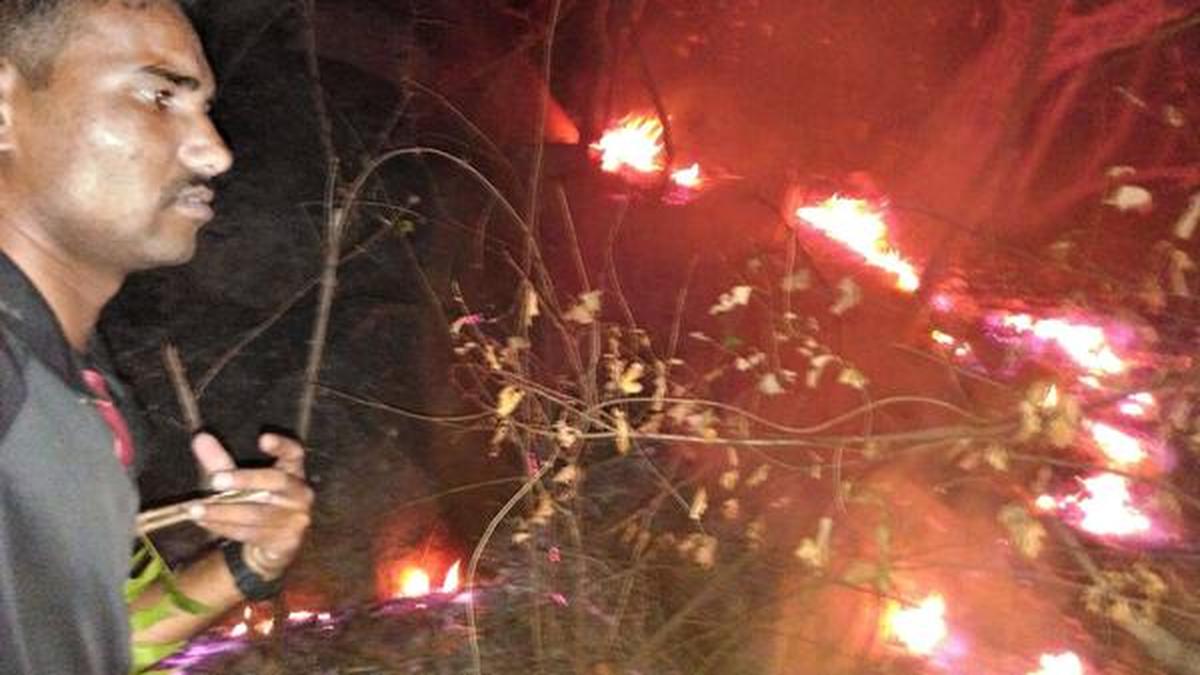 Fire destroys 15 acres of forest area in Yadgir - The Hindu