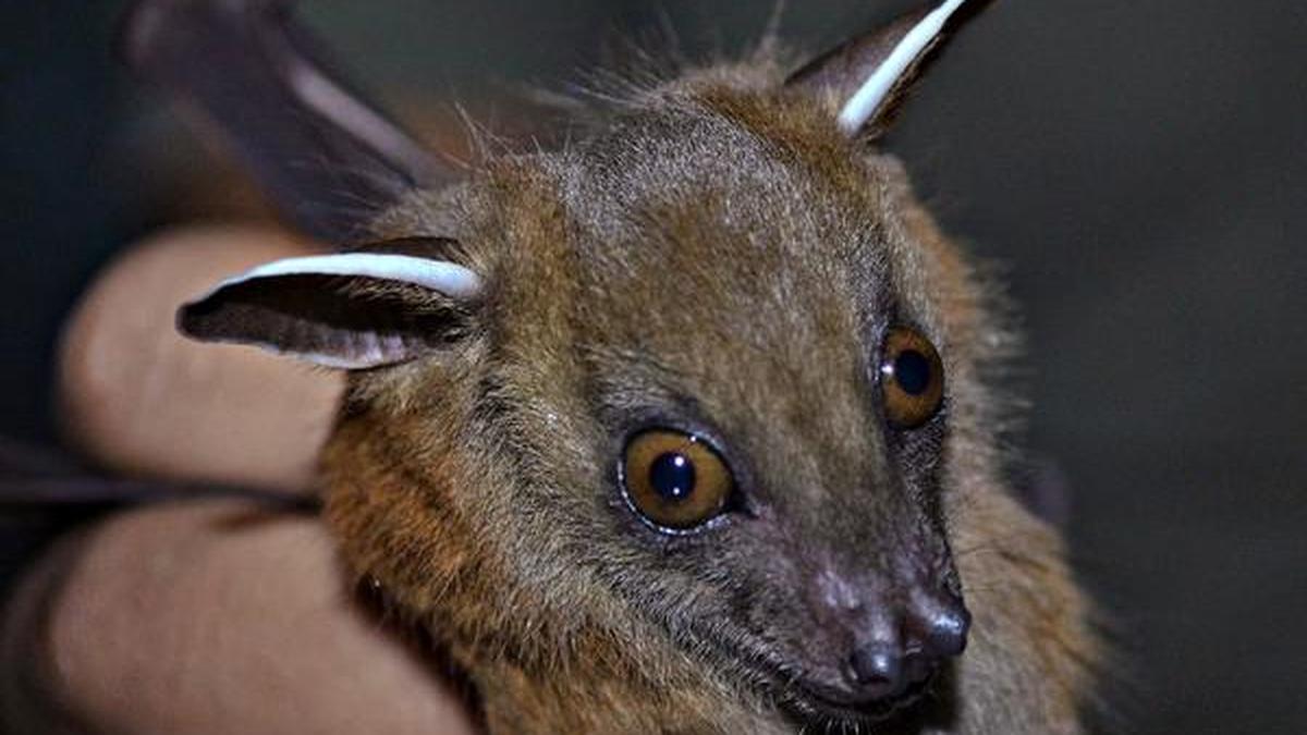 Researchers find evidence of rabies virus in Indian bats - The Hindu